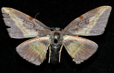 Hypochrosis Cryptopyrrhata ♂ 1648 Mm Download Scientific Diagram