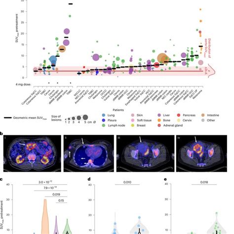 Normal Tissue Biodistribution Of ⁸⁹zed88082a A Representative