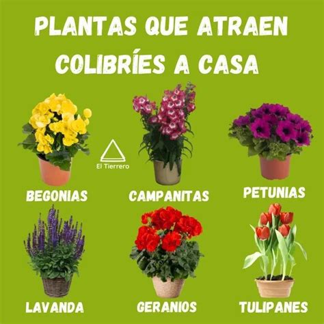 Pin De Elena Santander En Jardines Caseros Plantas Aromaticas Y