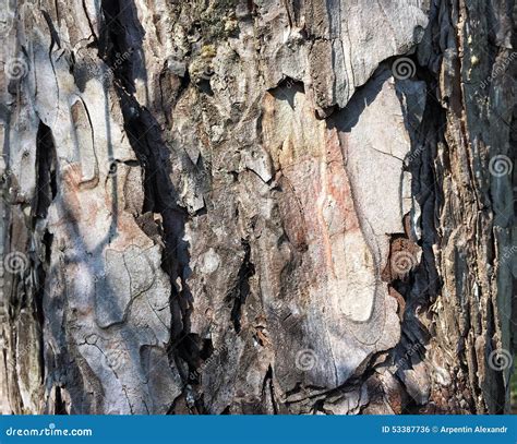 Tree Bark Stock Photo Image Of Woods Color Bark Multi