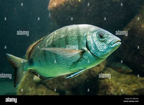 White Seabream White Sea Bream White Bream Sargo Diplodus Sargus