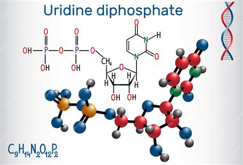 Premium Vector Uridine Diphosphate Udp Nucleotide Molecule Structural