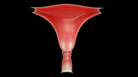 3d Endometrium Turbosquid 2308436