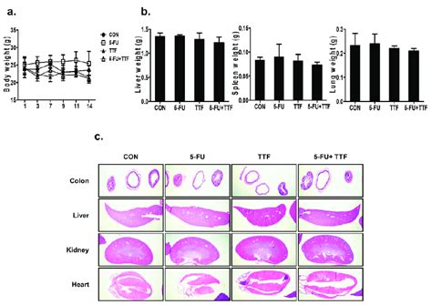 Effects Of Ttfields On Normal Tissue In Mice A The Body Weights Of Download Scientific