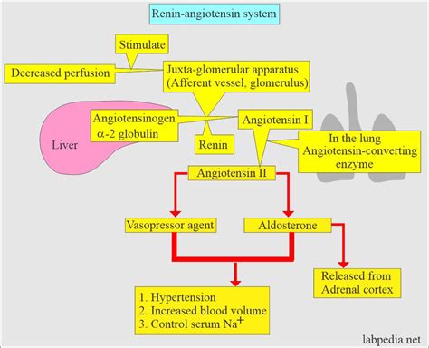 Figure From Plasma Renin Activity And Plasma Prorenin 60 Off