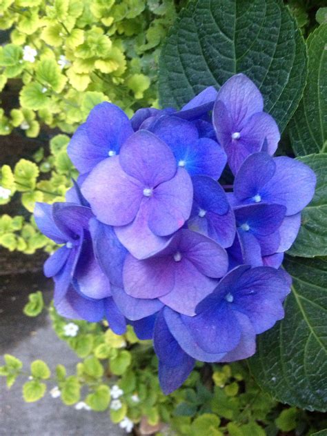 Blue Hydrangea Flower Planting Guide