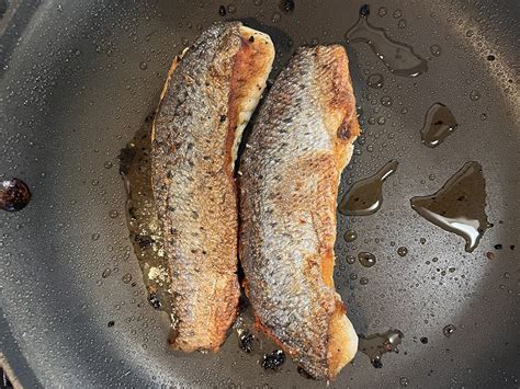 Speckled Trout Definition At George Ochoa Blog