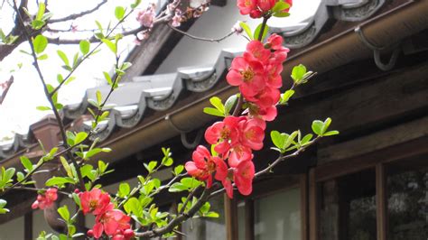 国指定史跡 小泉八雲旧居ヘルン旧居 Lafcadio Hearn s Former Residence