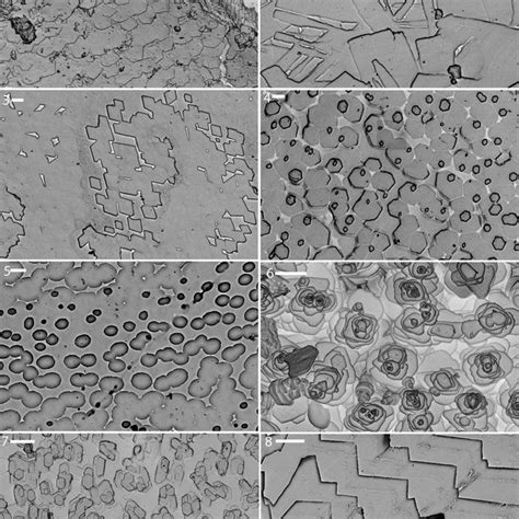 Shell Microstructure In Modern Mollusks For Comparison With Fossil