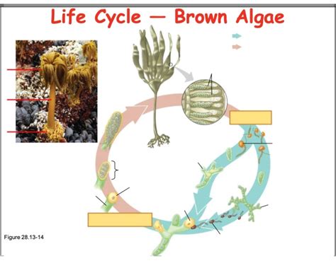 Brown Algae Life Cycle Quiz