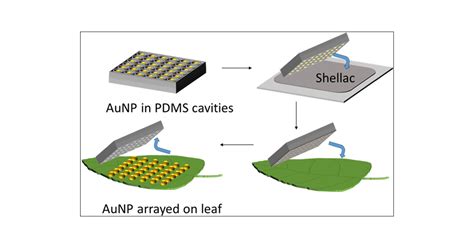 Transfer Printing Of Ordered Plasmonic Nanoparticles At Hard And Soft Interfaces With Increased