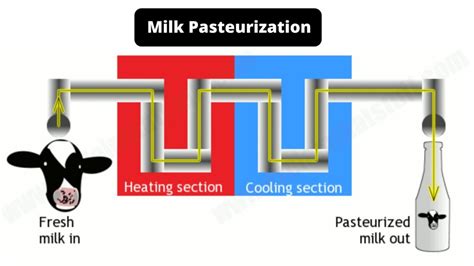Milk Pasteurization Definition Procedure Types Purpose Biology Notes Online