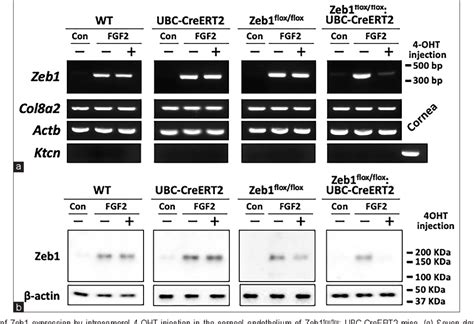 Figure 2 From Spatiotemporal Gene Targeting In The Mouse Corneal