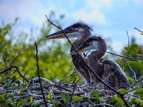 Juvenile Great Blue Heron