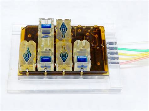 Researchers Build A Bio Chip That Mimics The Reproduction Cycle