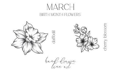 March Birth Month Flowers Daffodil Outline Isolated On White Cherry Blossom Line Art Hand