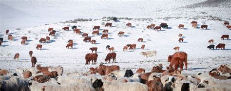 ҮСХ 2022 онд улсын хэмжээнд 71 1 сая толгой мал тоологдлоо