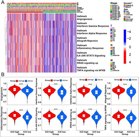 Gsva Analysis A Heatmap Of Gsva Enrichment Analysis B Violin