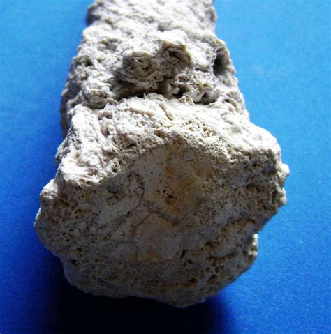Tampa Bay Fossilized Coral Branch Fossil Id The Fossil Forum