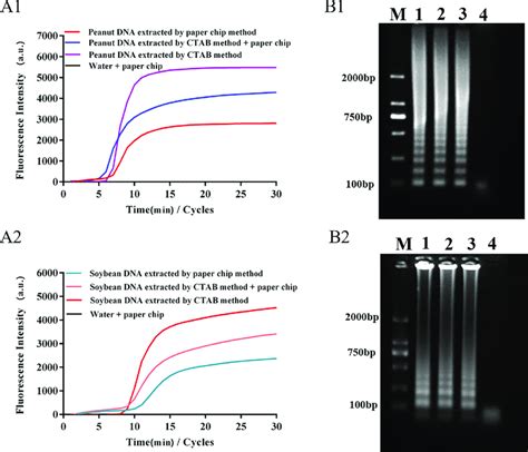 Lamp Detection And Electrophoresis Verification Based On The Extraction Download Scientific