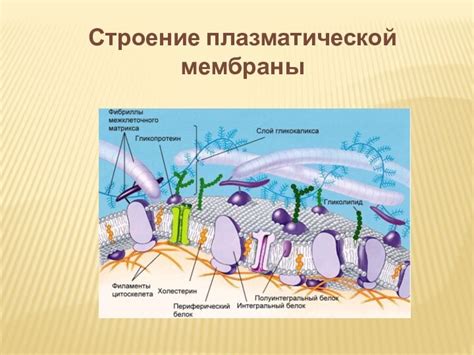 Строение и функции цитоплазматической мембраны