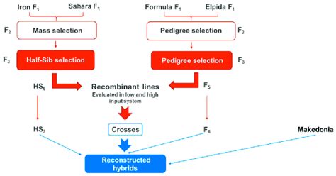 The Breeding Process That Was Applied For The Production Of New