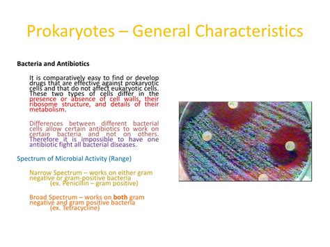 Ppt Exploring Prokaryotes Structures And Diversity Powerpoint Presentation Id 2129381