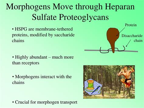 Ppt Morphogen Gradient Formation Through Interactions With Hspg An Anomalous Diffusion Model