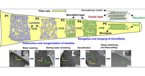 Microstructural Evolution During Dry Jet Wet Spinning Postprocessing