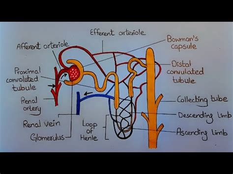 Nephron Diagram Without Labels Nephron Structure Bio103 Human