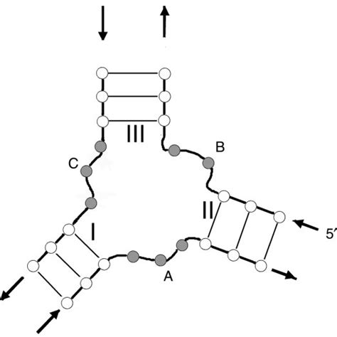 pdf rnajunction a database of rna junctions and kissing loops for three dimensional