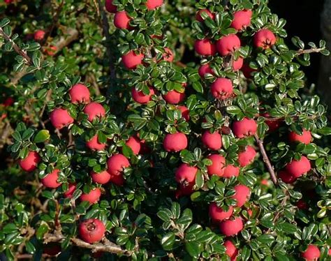Identify Cotoneaster Environet