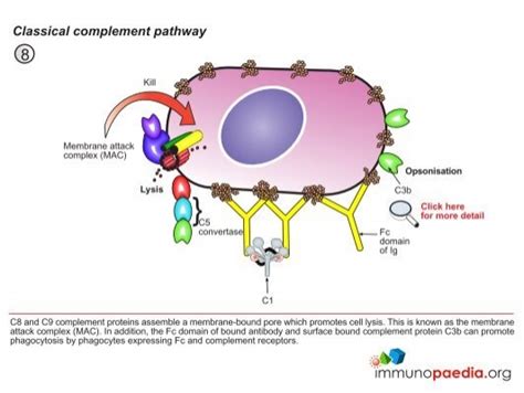 Classical Complement Pathway Immunopaedia