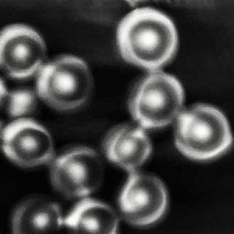 Particular Materials Our Novel Sio2 Coated Cds Nanoparticles As Seen With Electron Microscopy