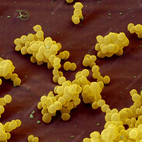 Staphylococcus Aureus Bacteria Stock Image B234 0076 Science Photo Library