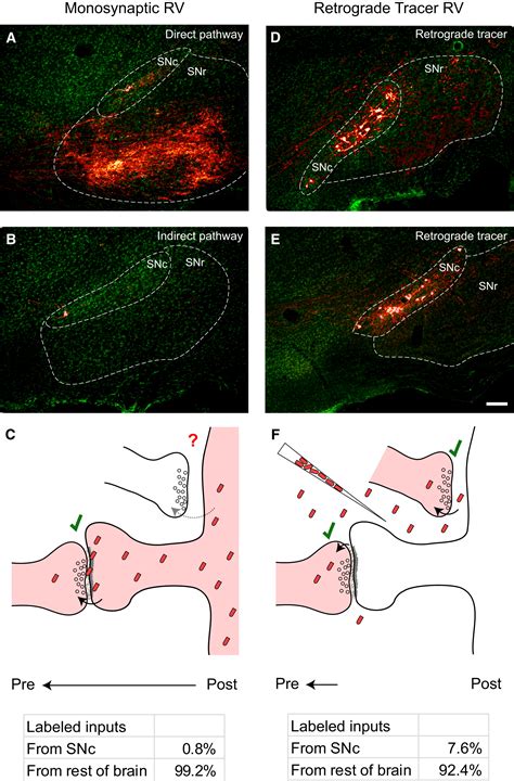 Differential Innervation Of Direct And Indirect Pathway Striatal