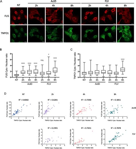 Nucleocytoplasmic Localization Of Tnpo1 Is Largely Unaffected By Download Scientific Diagram