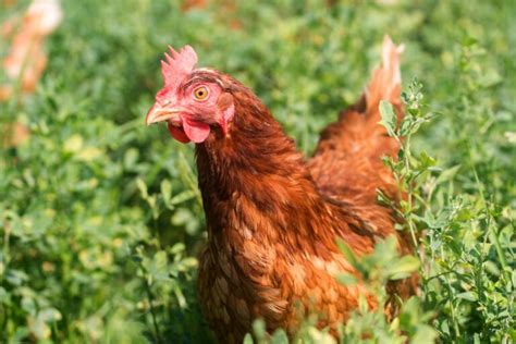 Red Sex Link Chicken Breed Info Where To Buy Chicken Chicks Info