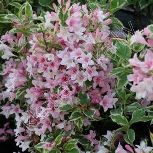Вейгела пёстролистная "Nana Variegata" | Klementinka.by