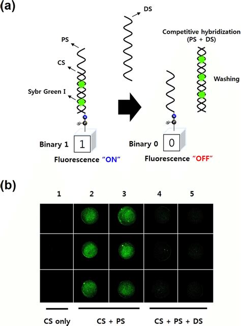 Data Rewriting Using Fluorescence Signals With Sybr Green I As An Download Scientific Diagram