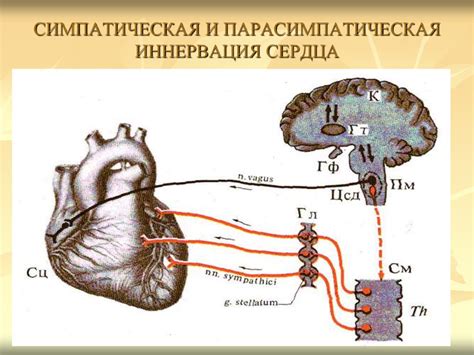 Регуляция деятельности сердца презентация онлайн