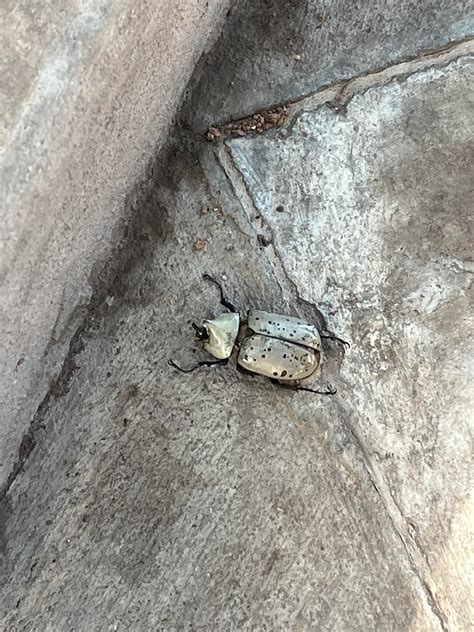 My First Bug Rwhatsthisbug