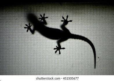 Gekko Dark Images Stock Photos Vectors Shutterstock