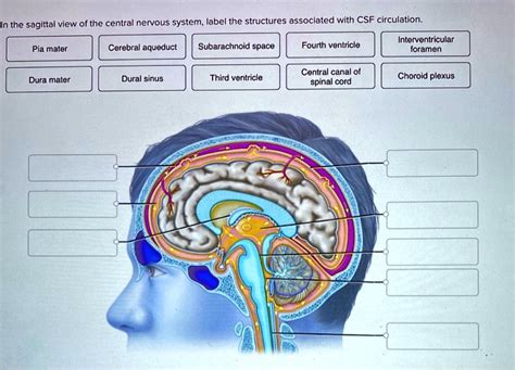 Solved In The Sagittal View Of The Central Nervous System Label The Structures Associated With