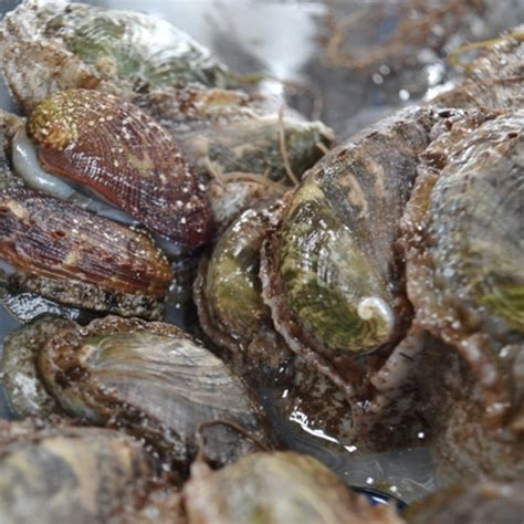 Abalone Data Set Uci Kaggle