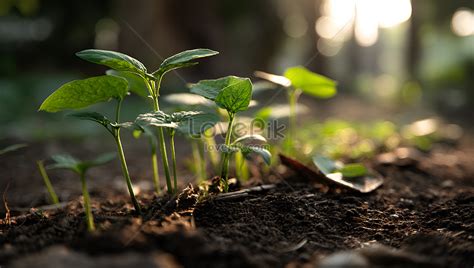 묘목은 토양에서 싹이 듭니다