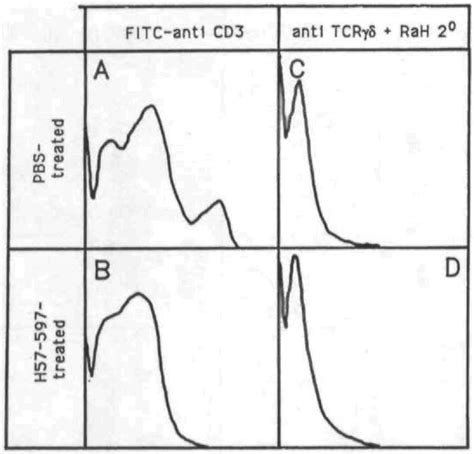 Tcr αβ Positive Thymocytes Are Not Replaced By Tcr γδ Bearing Download Scientific Diagram