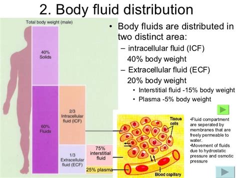 body fluid and electrolyte balance