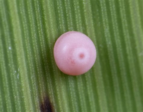 Ocola Skipper Alabama Butterfly Atlas