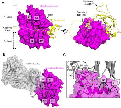 Structural Insights Into The Activation And Inhibition Of The Adam17 Irhom2 Complex Pnas